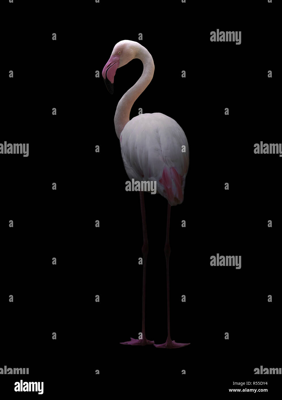 Flamingo with dark background hi-res stock photography and images - Alamy