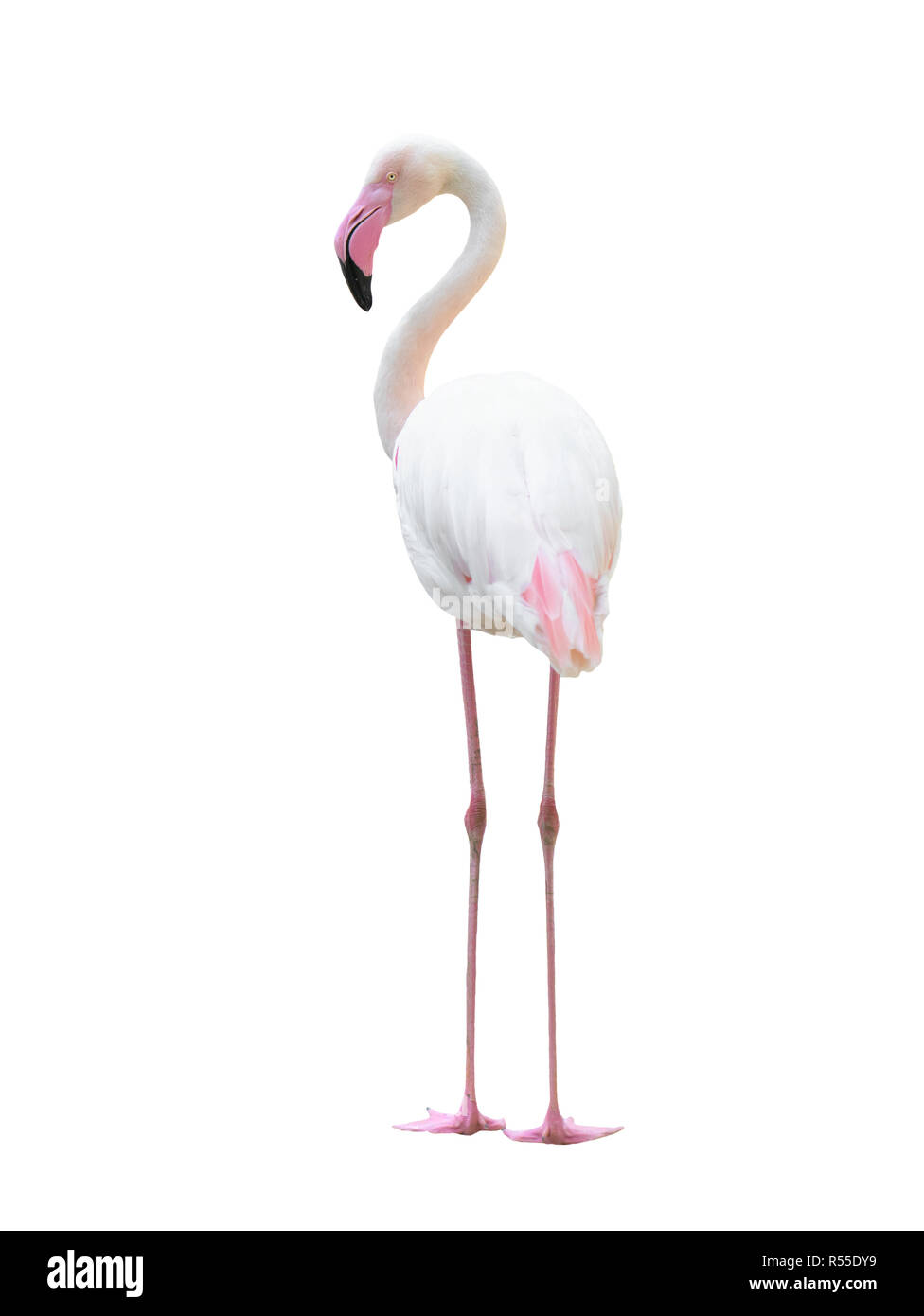 greater flamingo isolated on white background Stock Photo - Alamy
