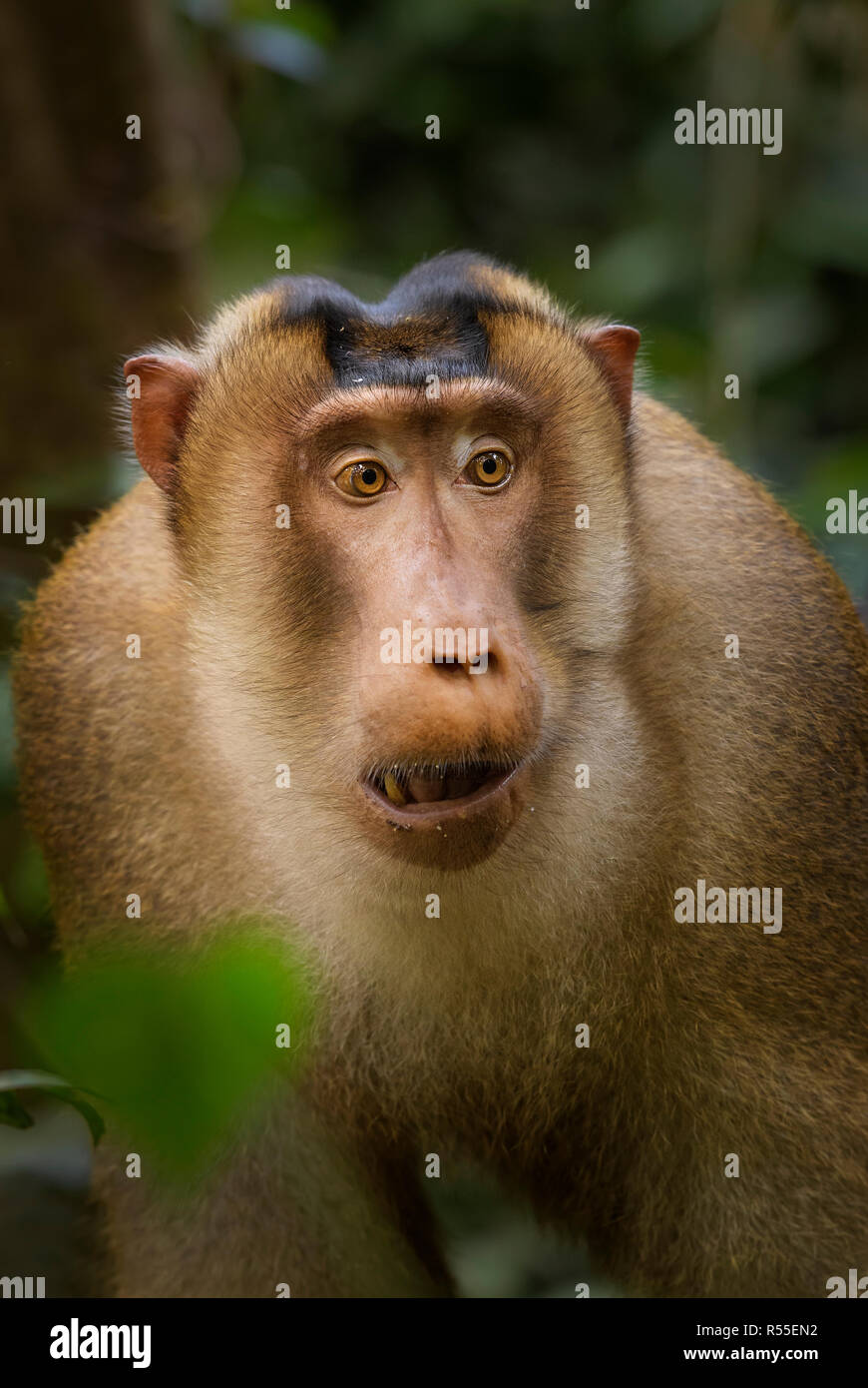 Southern Pig-tailed Macaque - Macaca nemestrina, large powerful macaque ...
