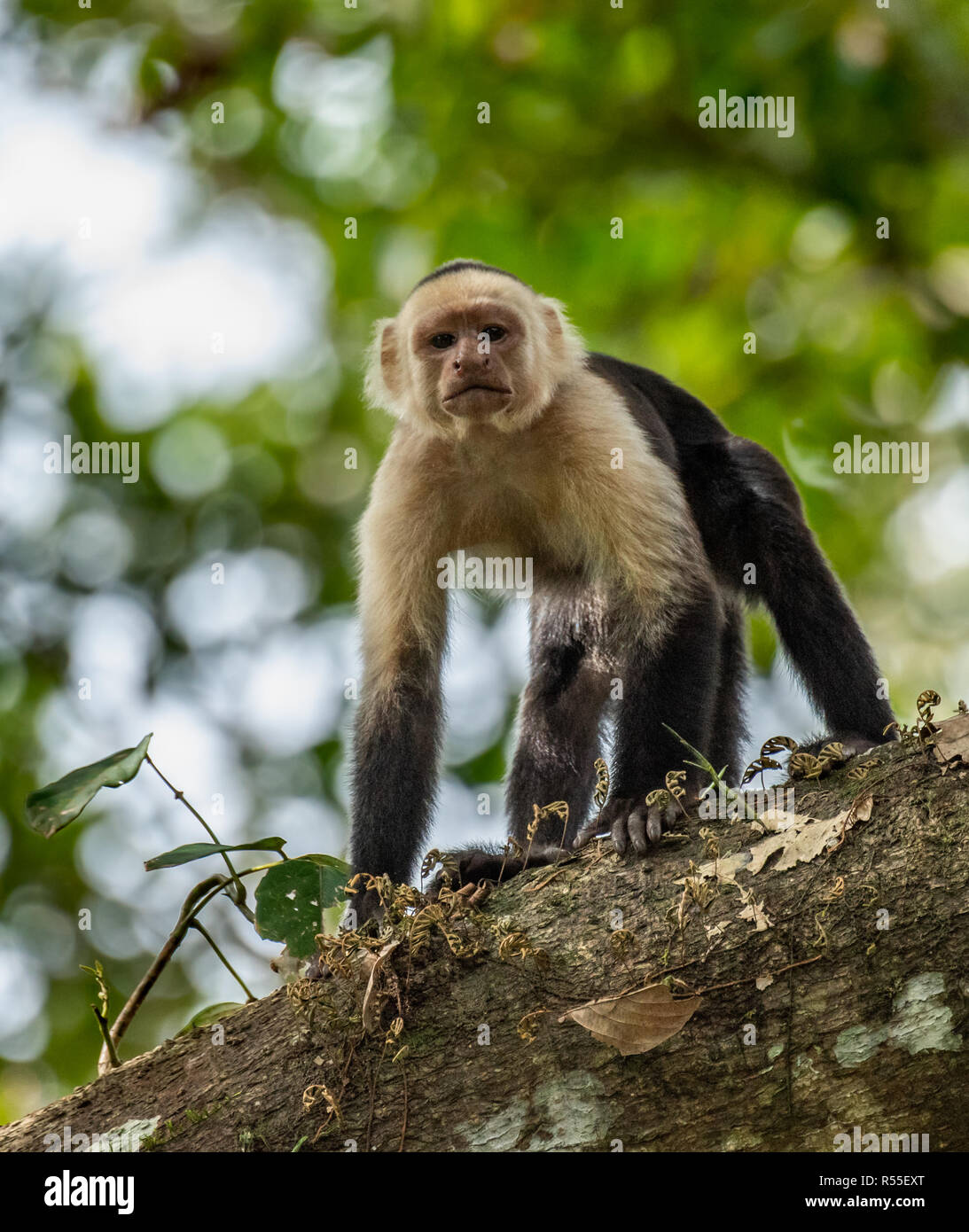 A monkey in Costa Rica Stock Photo - Alamy