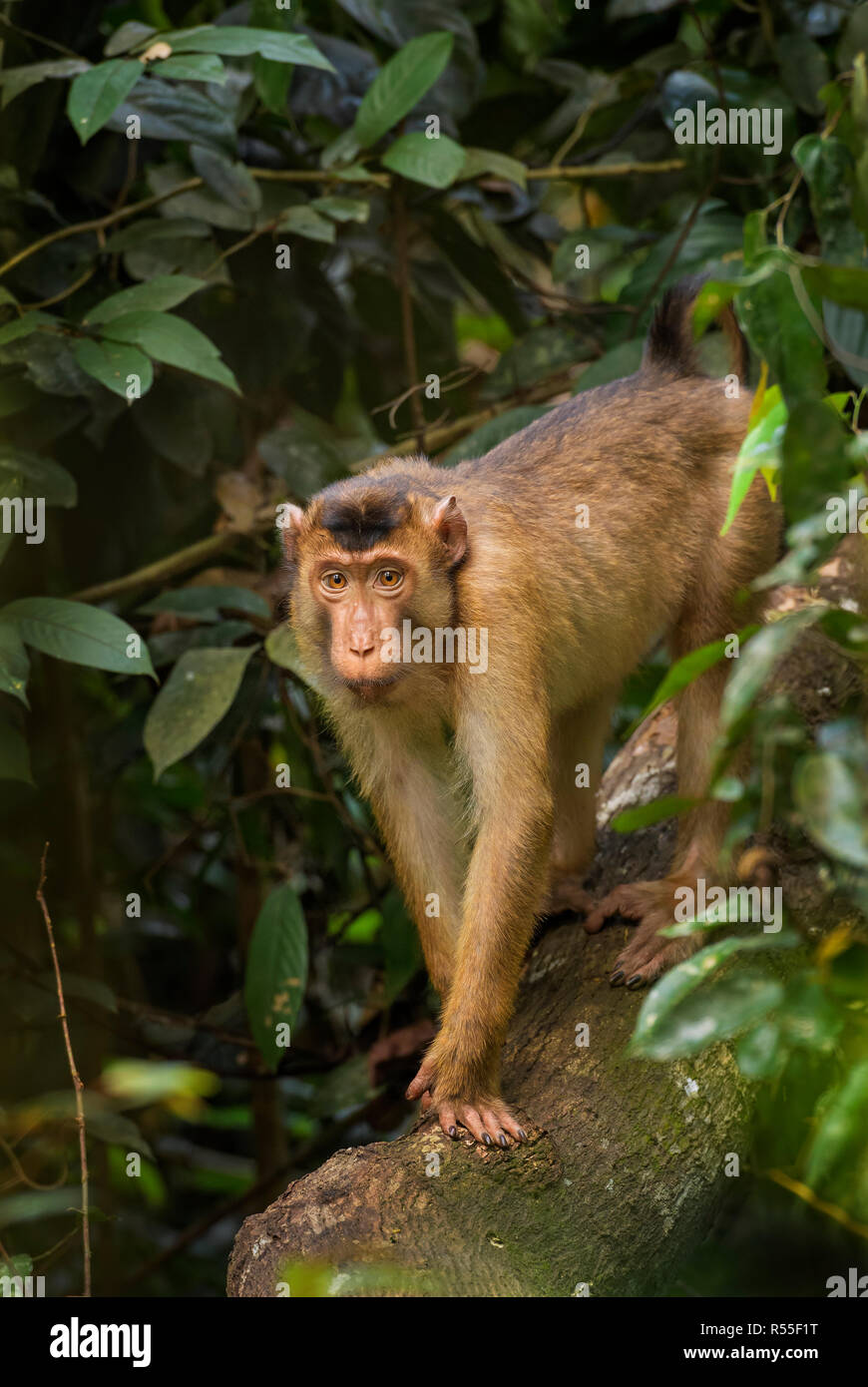 Southern Pig-tailed Macaque - Macaca nemestrina, large powerful macaque ...
