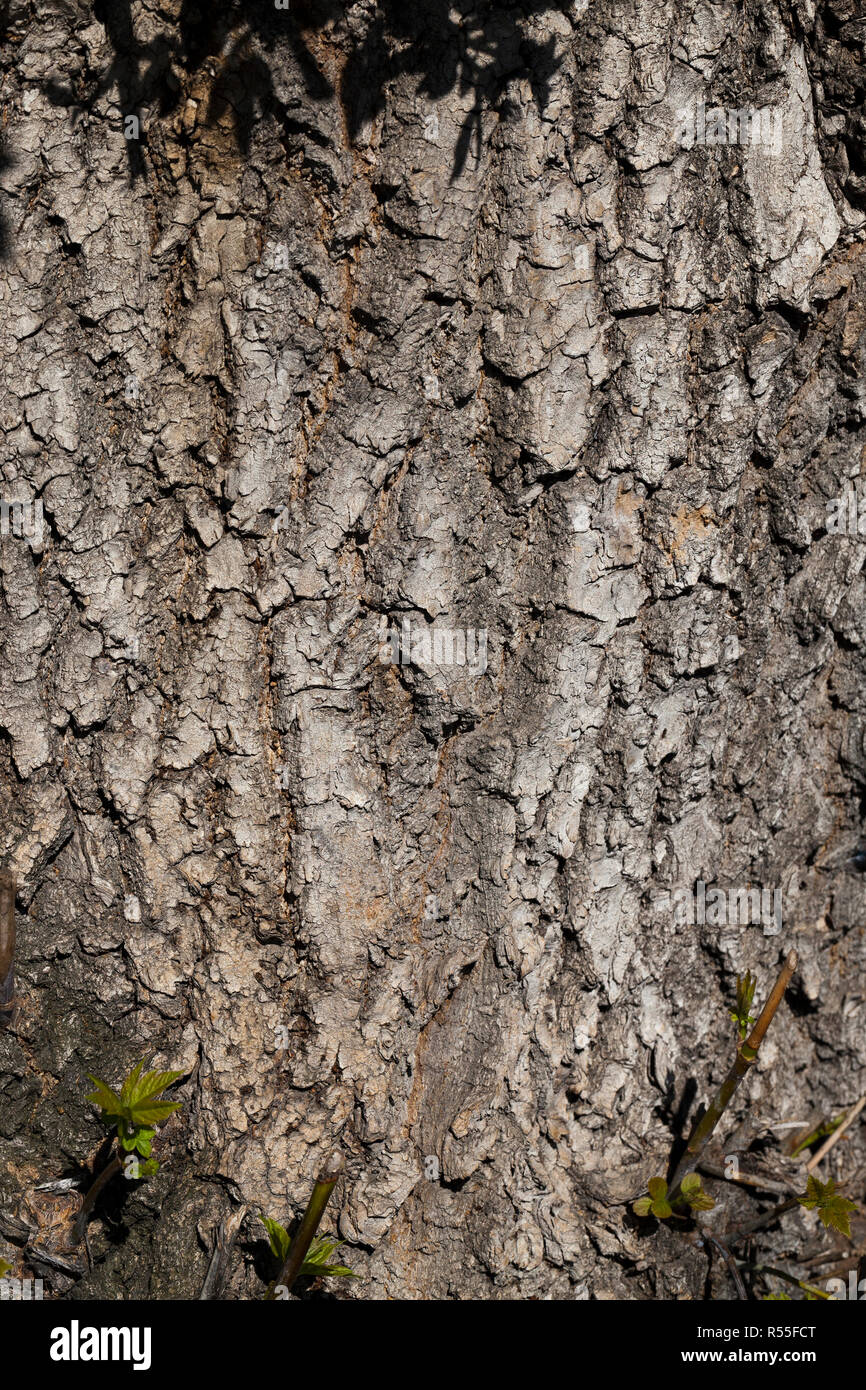 brown tree bark close up in sunny weather, details of the trunk and ...