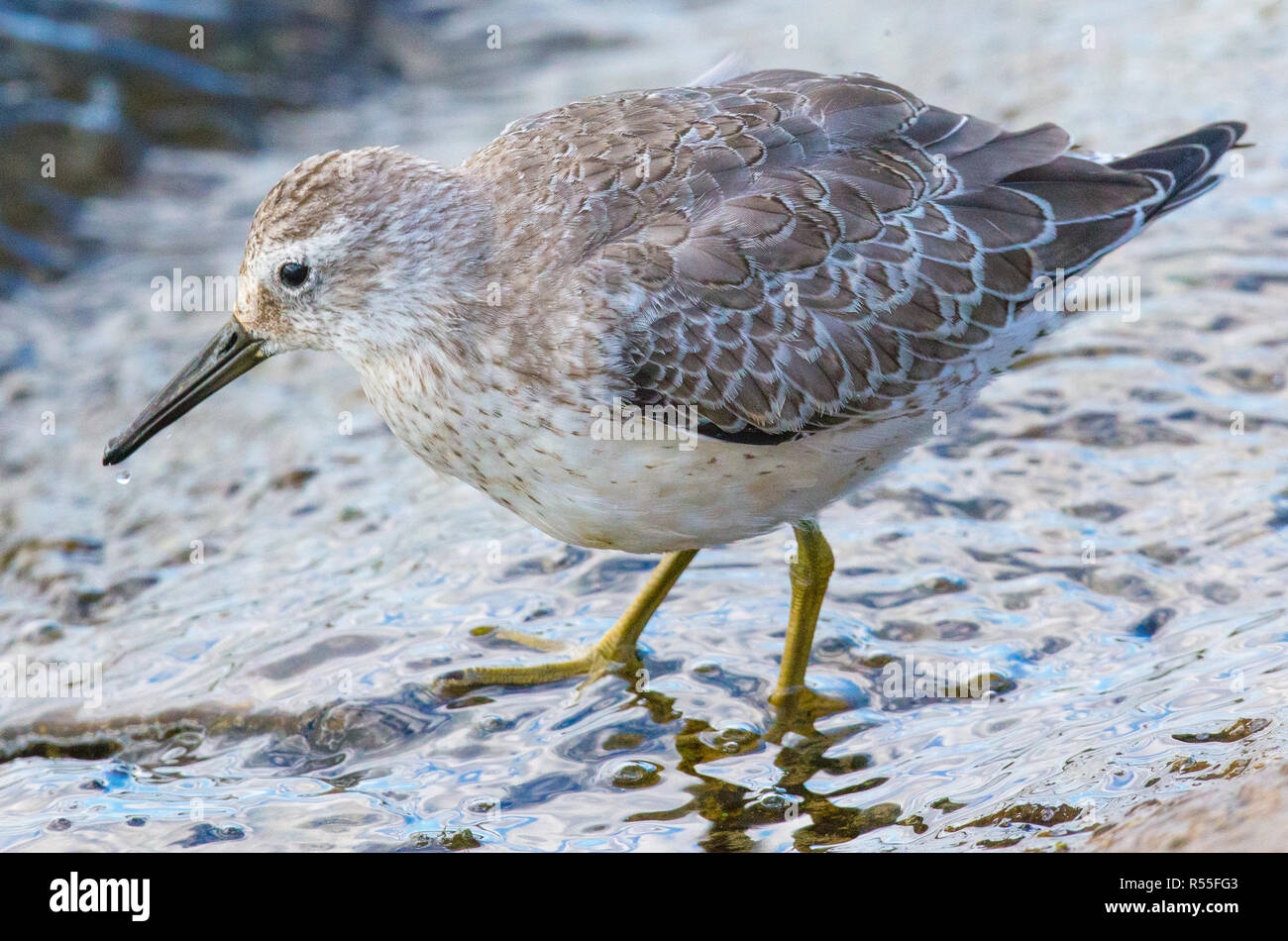 Knot in winter plumage wading on shore of farmoor reservoir Stock Photo ...
