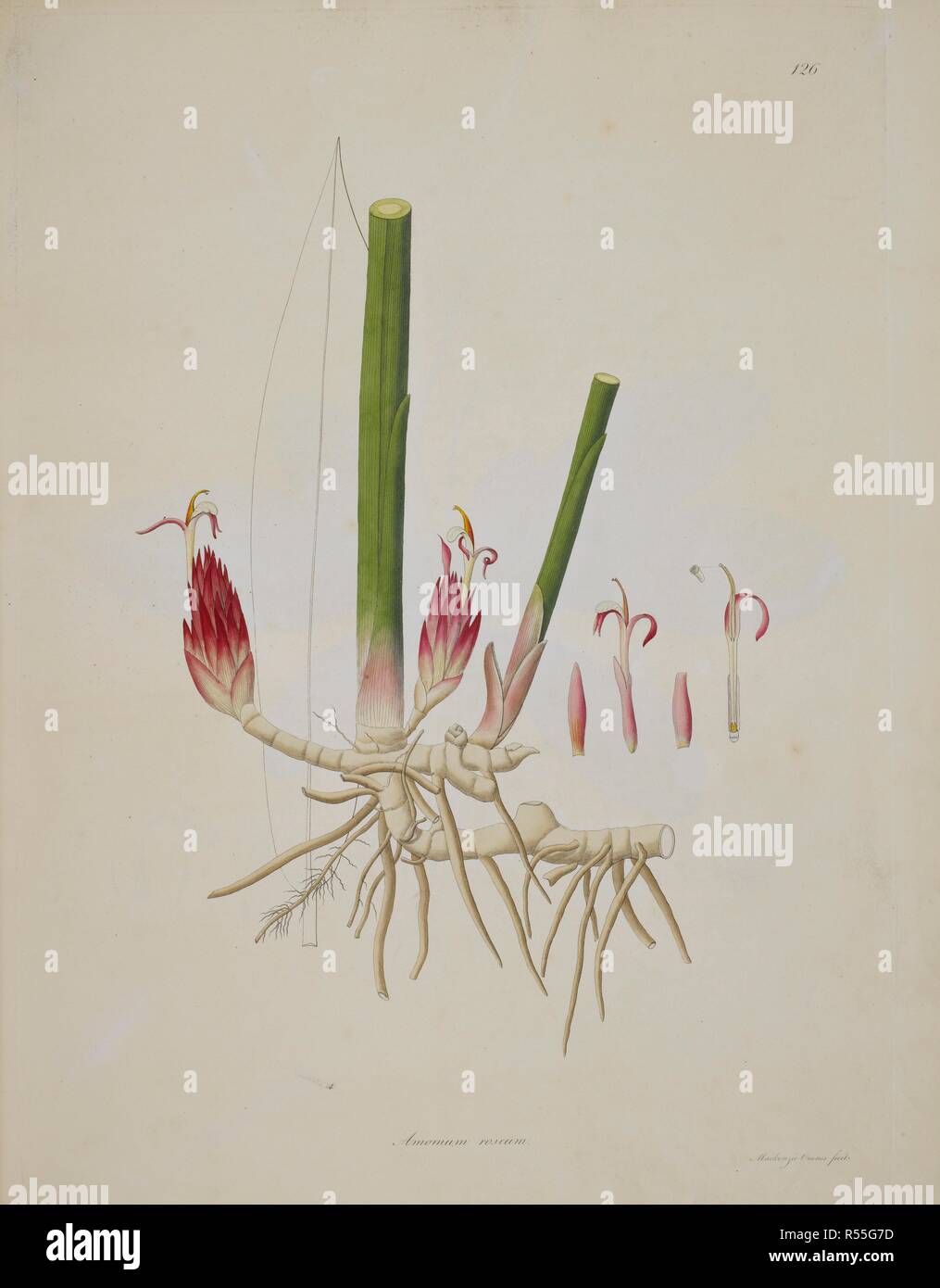 Plants of the coast of coromandel under the dir hi-res stock ...