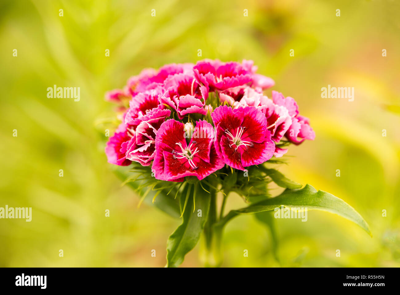 red barley blossom in front of blurred green background Stock Photo - Alamy