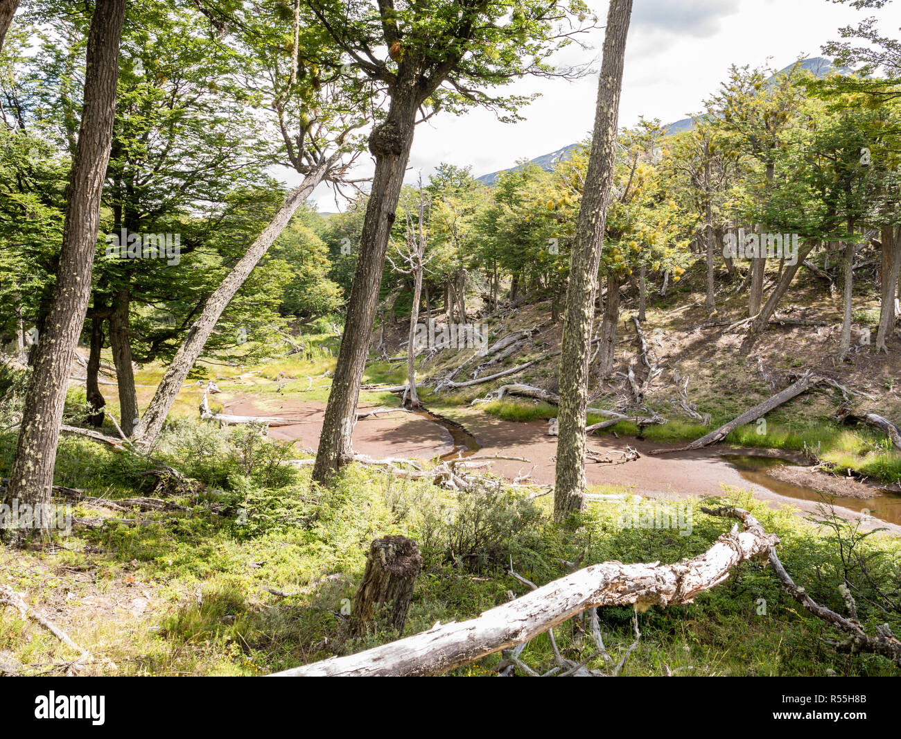 Dry riverbed and dead trees caused by beavers in Tierra del Fuego ...