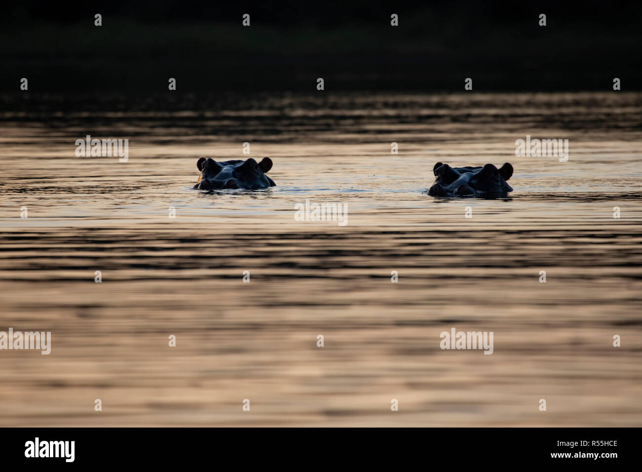 Two Hippopotamus Hippopotamus amphibius with just their heads above the ...