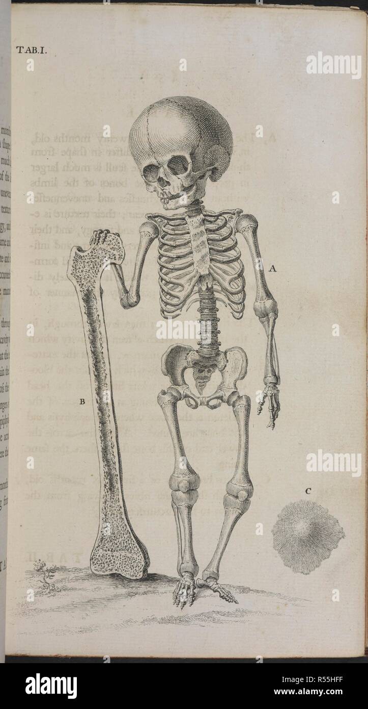 Anatomy Of Human Body Appendix