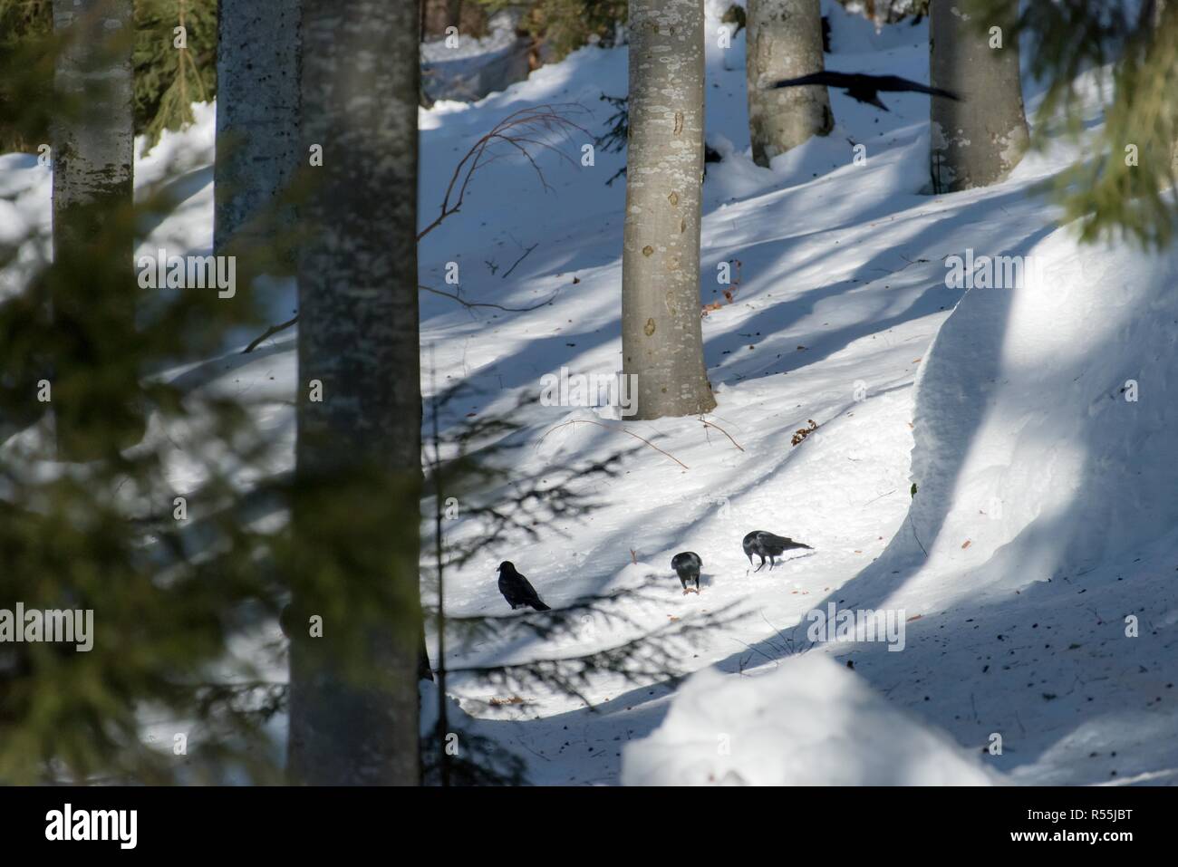 Potovanja hi-res stock photography and images - Alamy