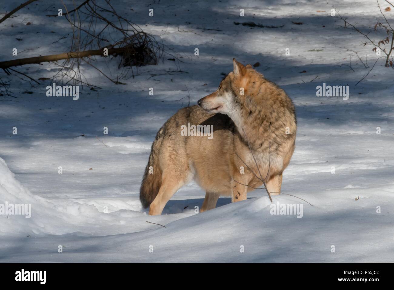 Potovanja hi-res stock photography and images - Alamy