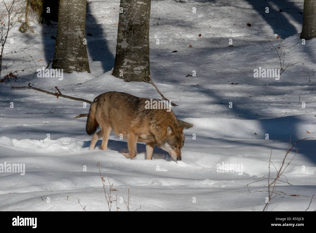 Potovanja hi-res stock photography and images - Alamy