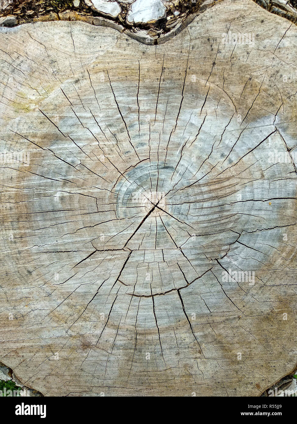 Top view on the cut surface of an old tree. Close up Stock Photo - Alamy