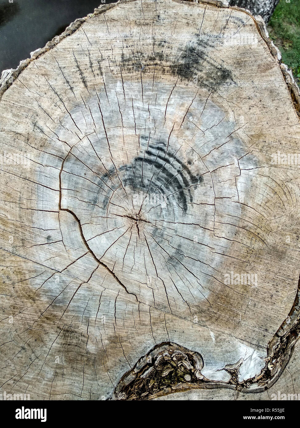 Top view old birch hi-res stock photography and images - Alamy