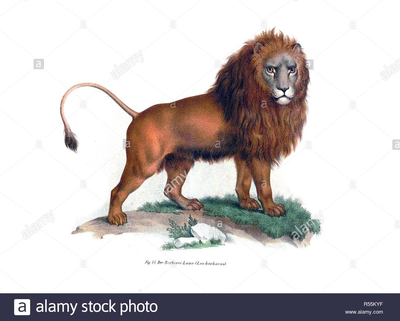 African Lion Panthera Leo Barbary High Resolution Stock Photography and ...