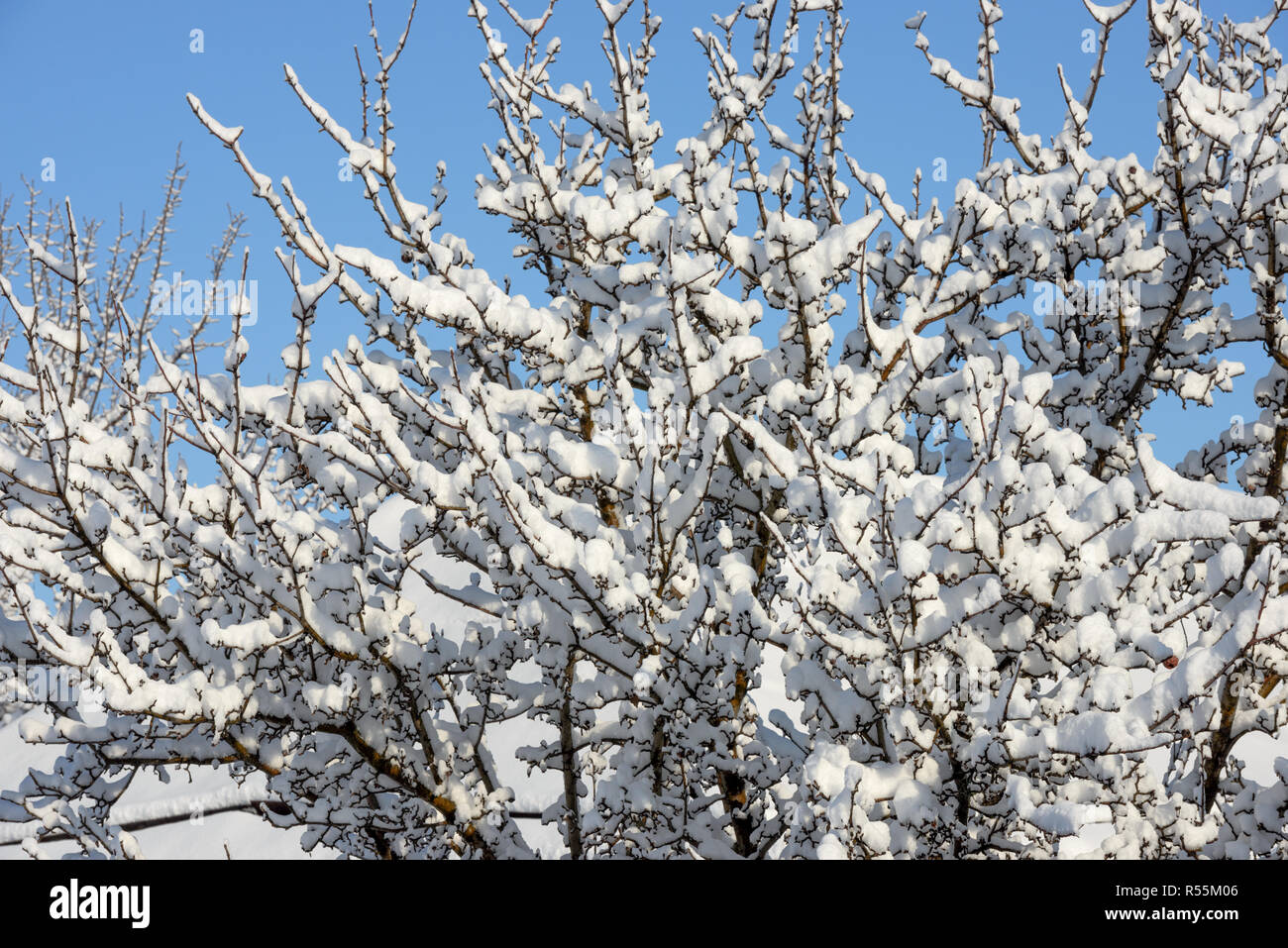 Close-up many twigs of apricot tree covered with fresh snow are on ...