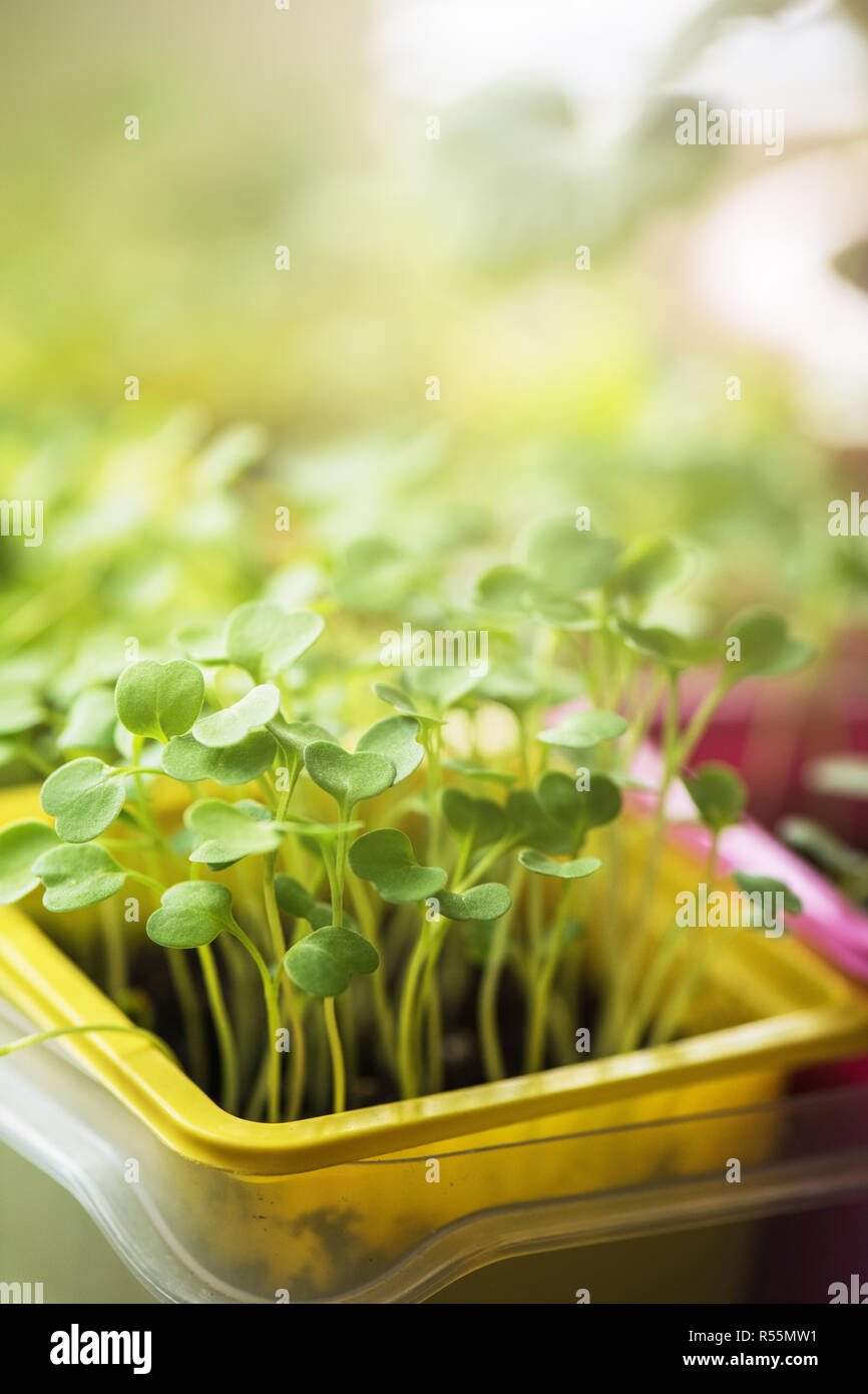 Rocket growing in a pot hi-res stock photography and images - Alamy