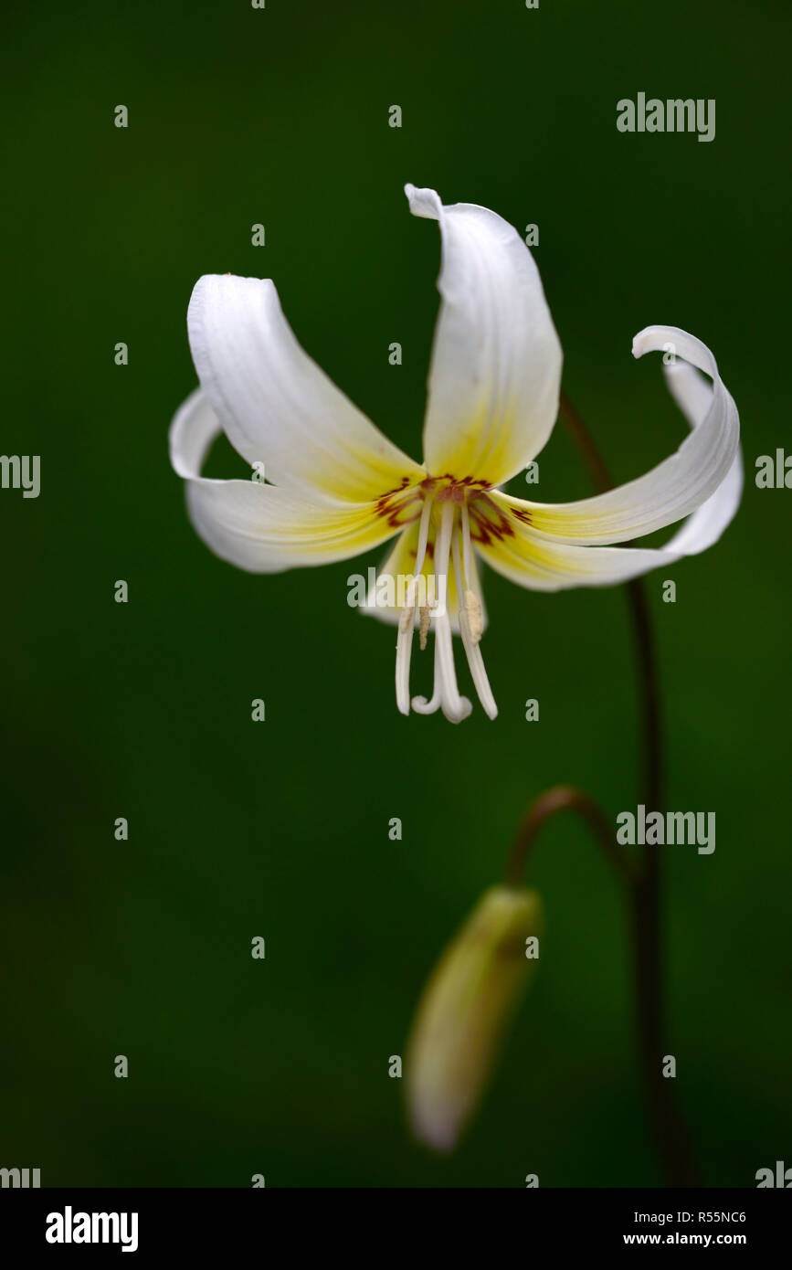 Erythronium californicum,fawn lily, dogstooth violet, spring, white ...