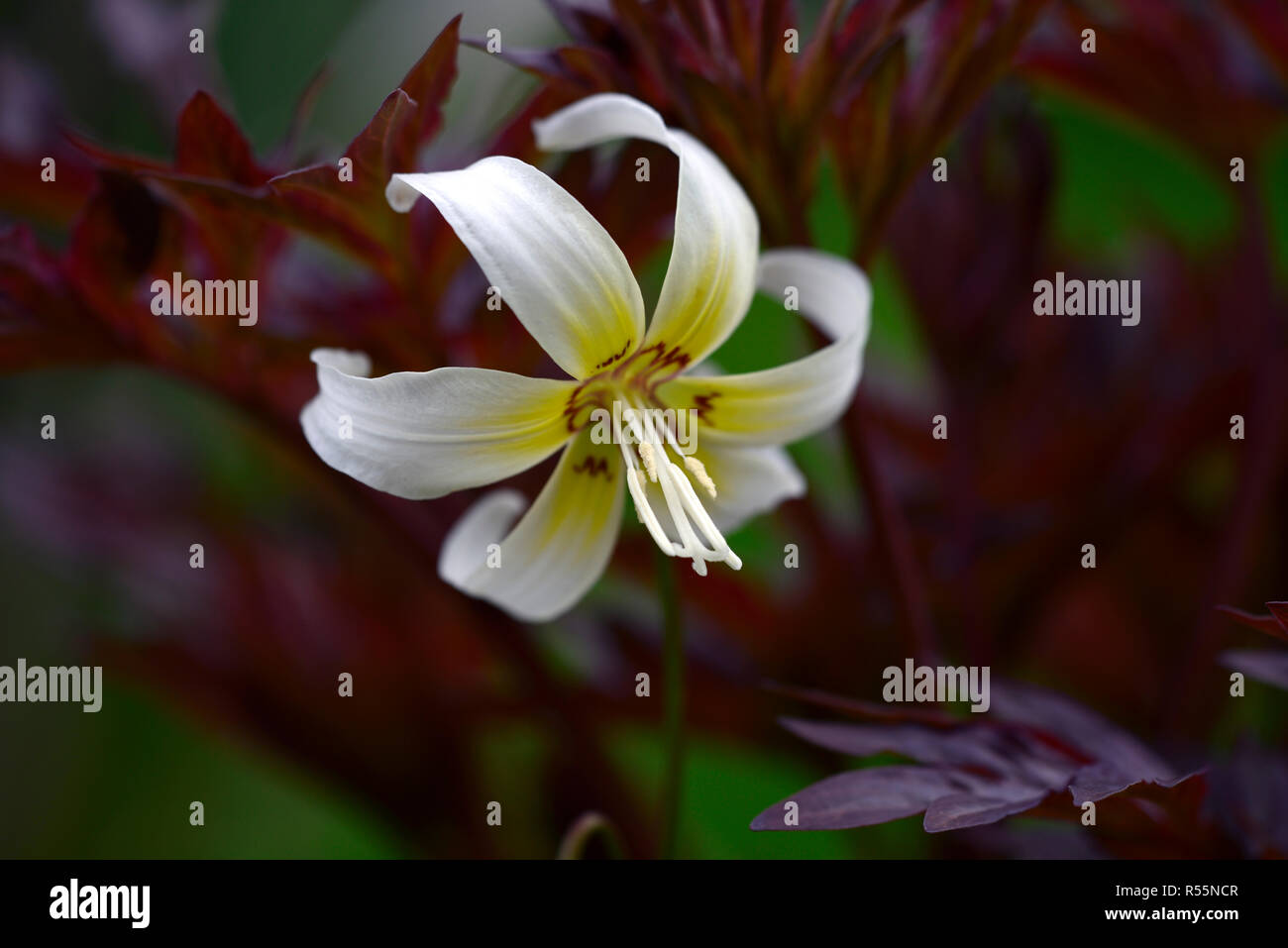Erythronium californicum,fawn lily, dogstooth violet, spring, white ...