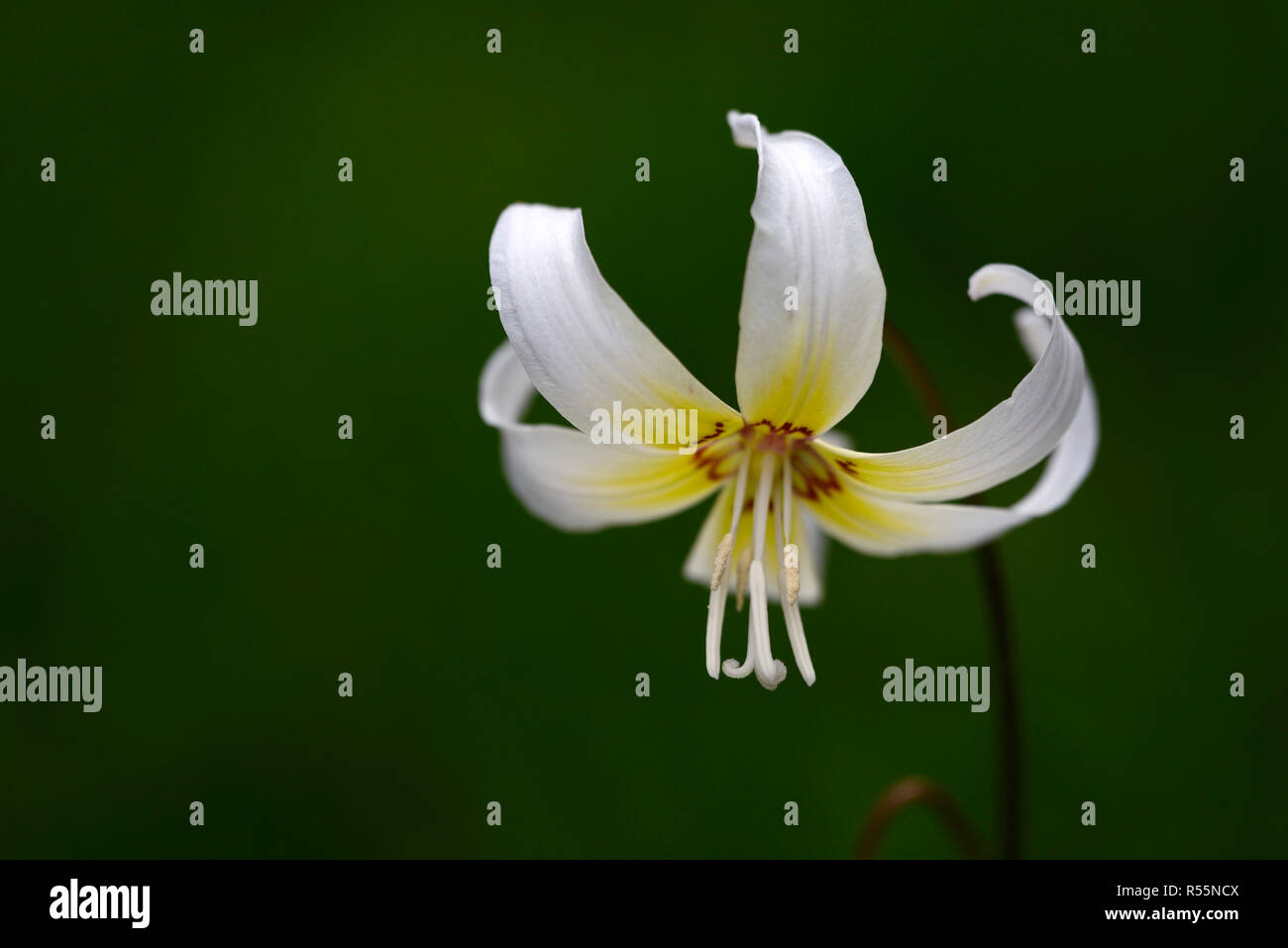 Erythronium californicum,fawn lily, dogstooth violet, spring, white ...