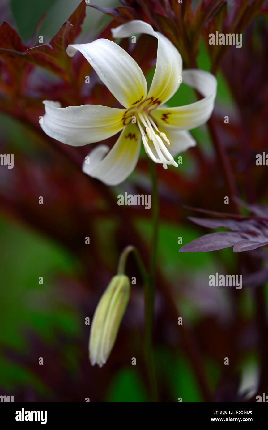 Erythronium californicum,fawn lily, dogstooth violet, spring, white ...