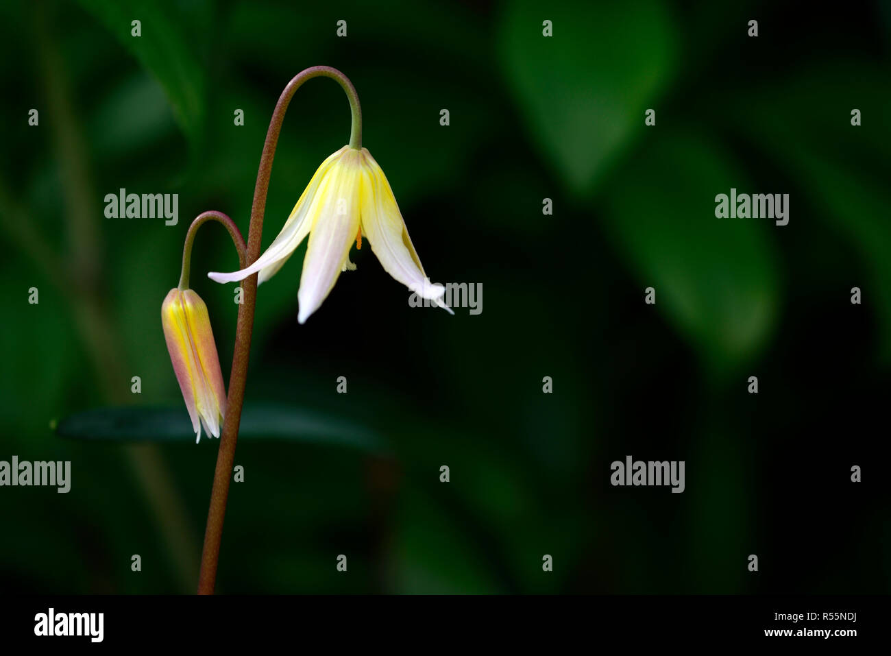 Erythronium joanna flowers hi-res stock photography and images - Alamy