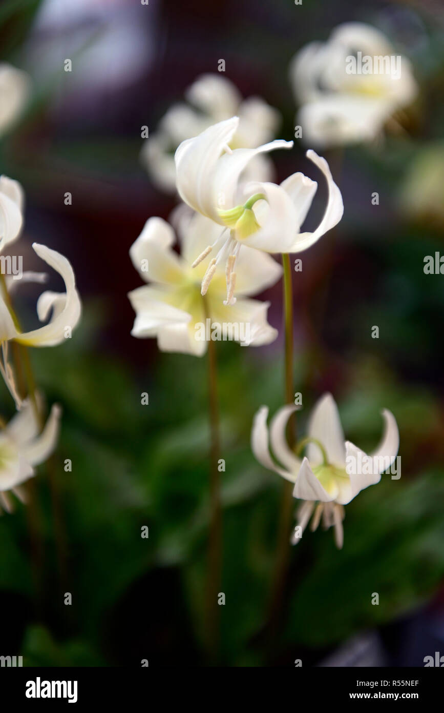 Erythronium oregonum, oregon fawn lily,fawn lilies,white,flower,flowers ...