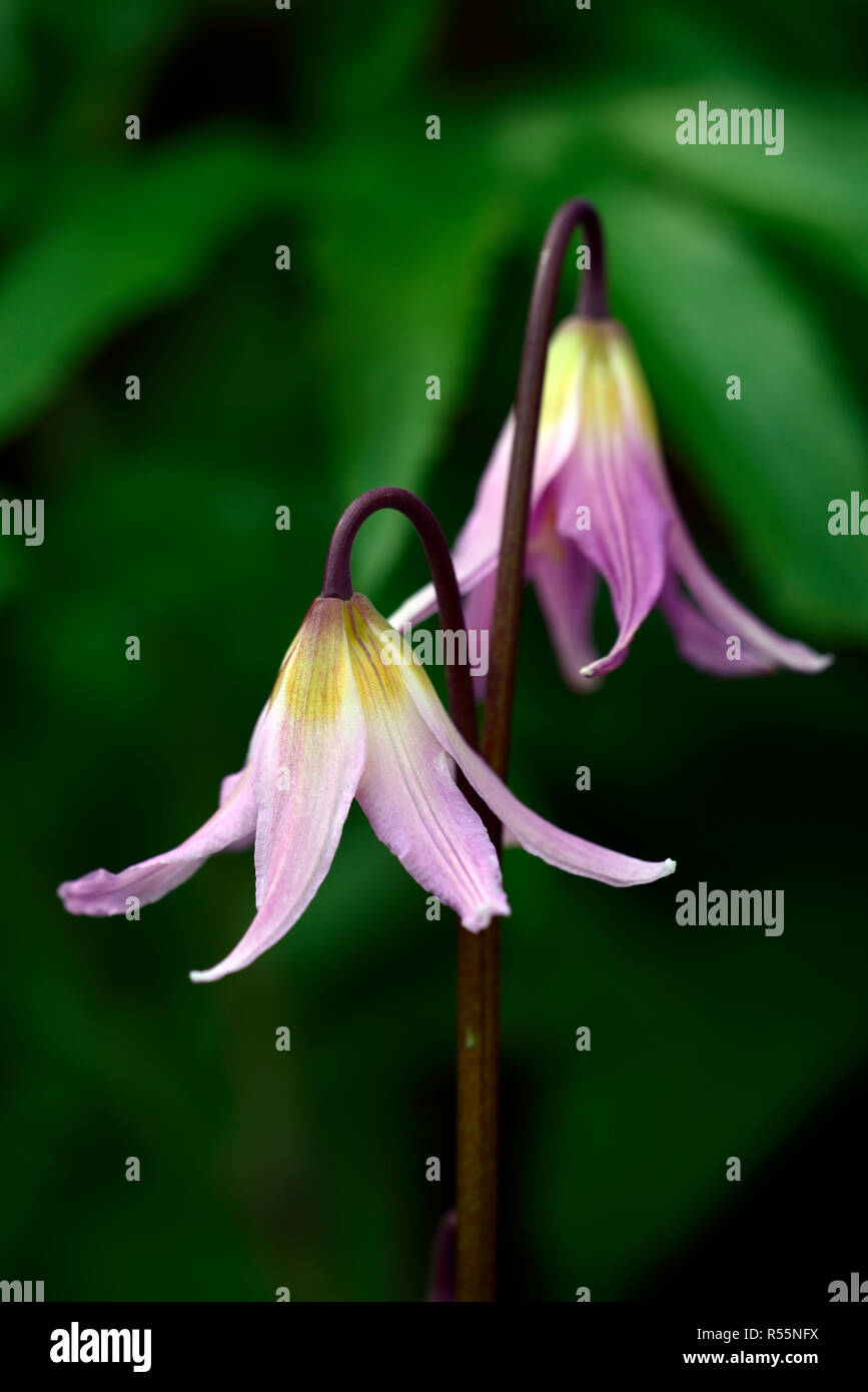 erythronium revolutum x howellii,pink, flower, hybrid, fawn lily ...