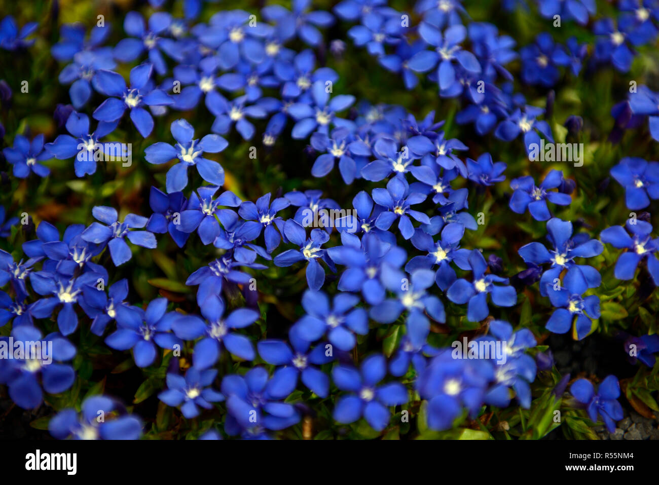 Spring gentian,Gentiana verna, blue,flower,flowers,flowering,spring ...