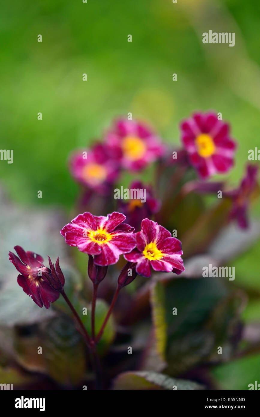 Rosaleen hi-res stock photography and images - Alamy