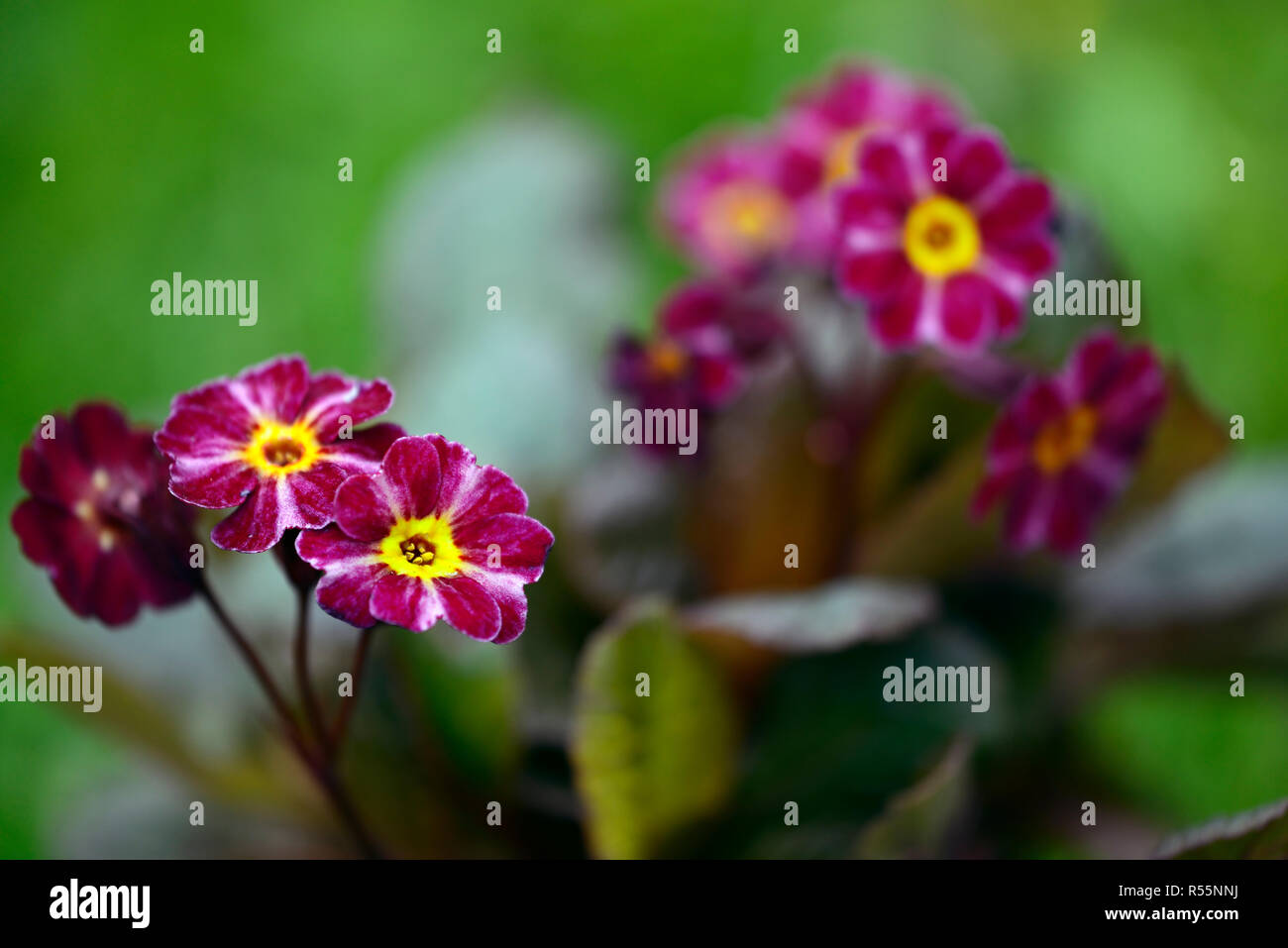 Dark leaved primrose hi-res stock photography and images - Alamy