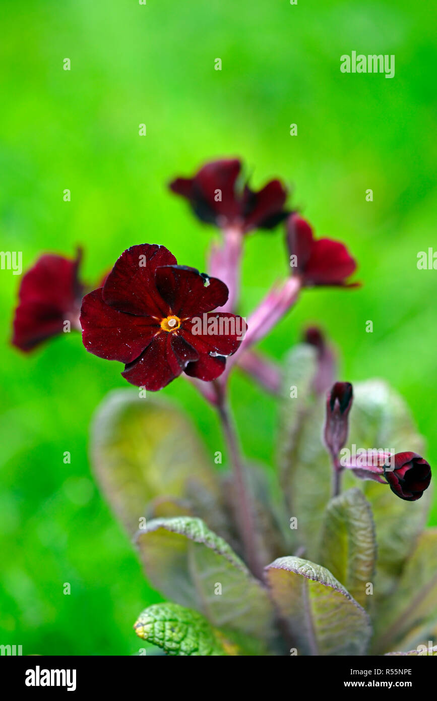 Polyanthus dusky lady hi-res stock photography and images - Alamy