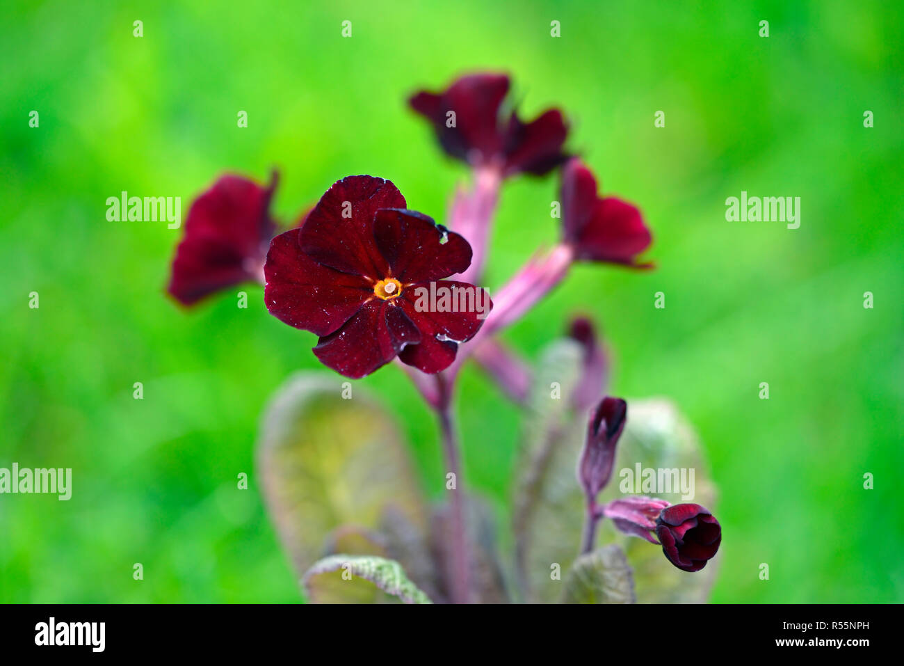 Dark red hi-res stock photography and images - Alamy