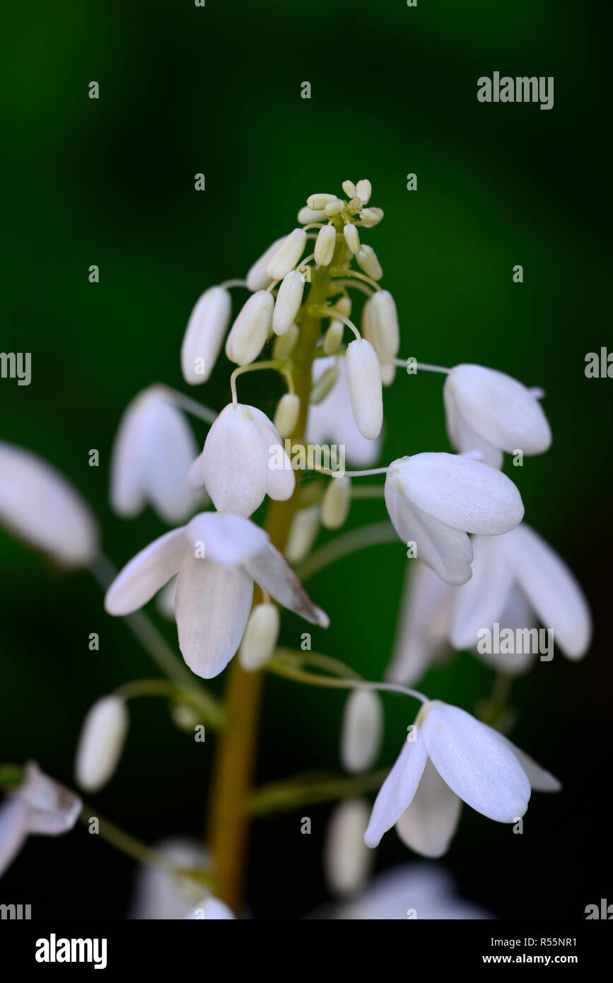 Pteridophyllum racemosum,japanese perennial,wood,woodland,shade,shady ...