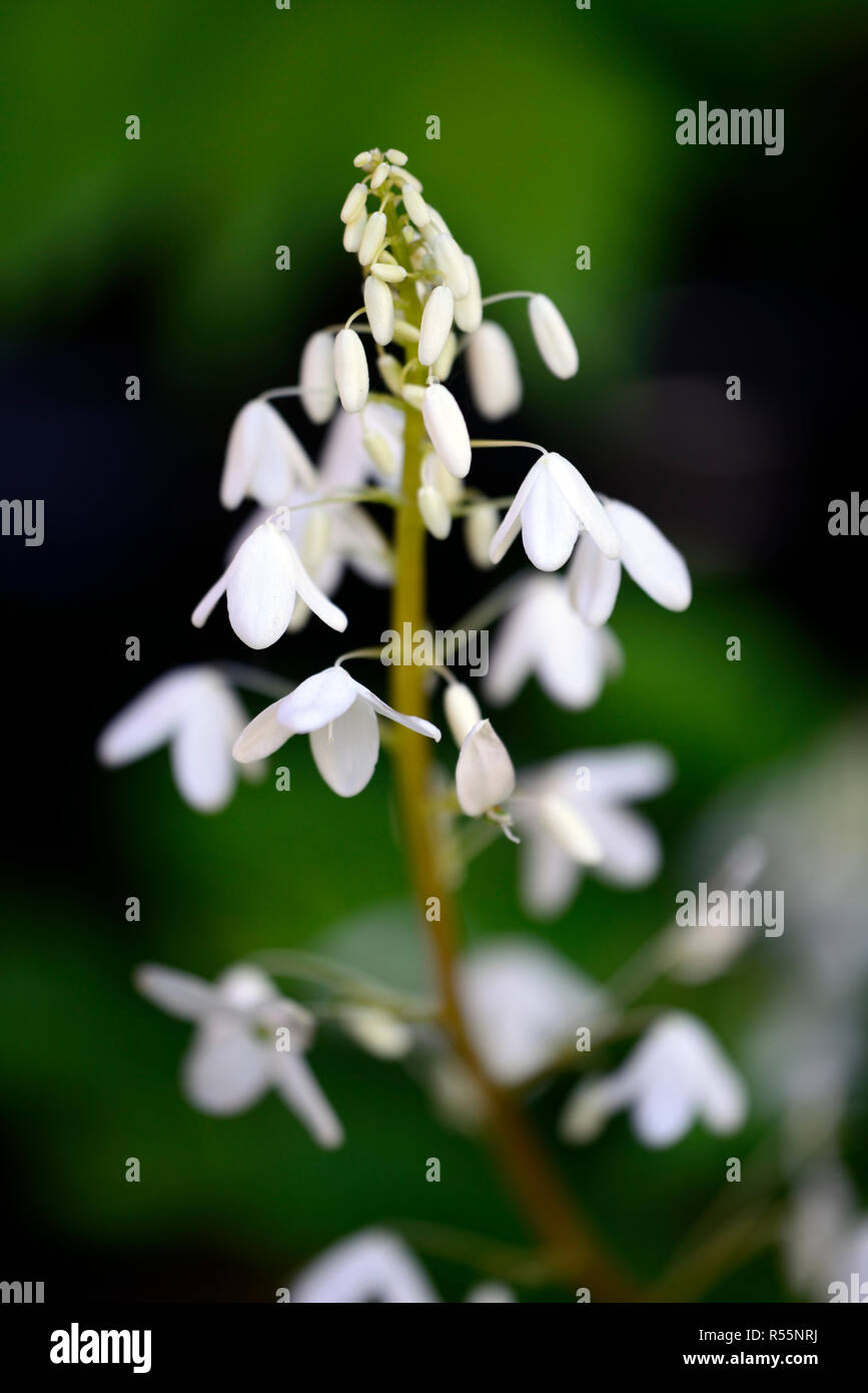Pteridophyllum racemosum hi-res stock photography and images - Alamy