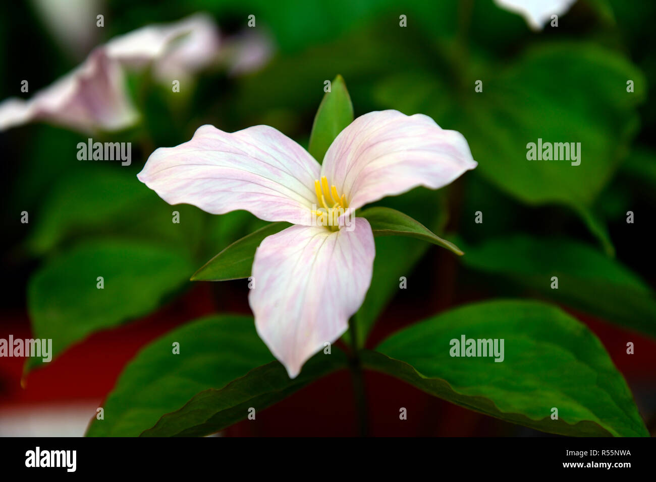 trillium grandiflorum forma roseum,trilliums,pink,shade,shaded,shady ...