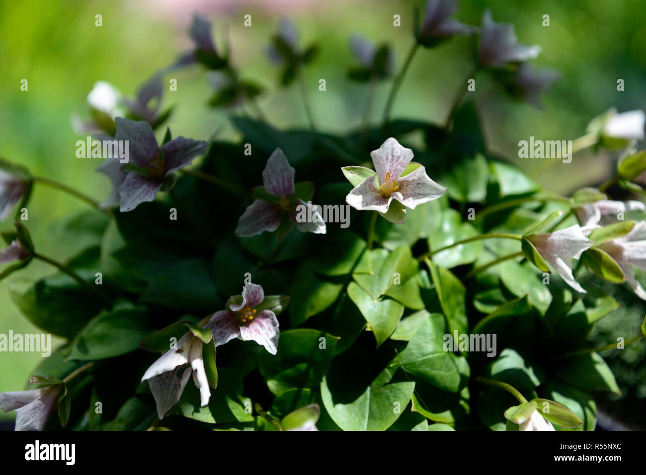 Trillium rivale winifred murray hi-res stock photography and images - Alamy