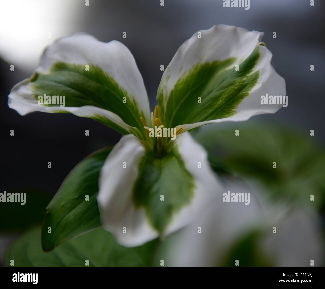 variegated trillium grandiflorum,variegation,oddity,mutant,flower ...