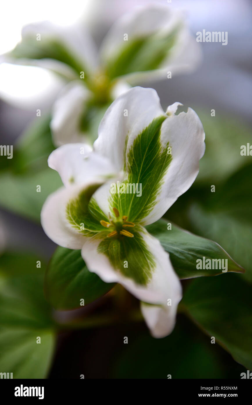 Variegation hi-res stock photography and images - Alamy