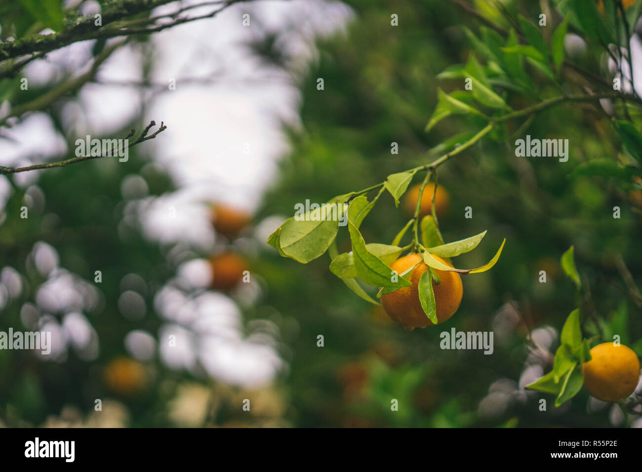 Oranges growing in Portugal Stock Photo - Alamy