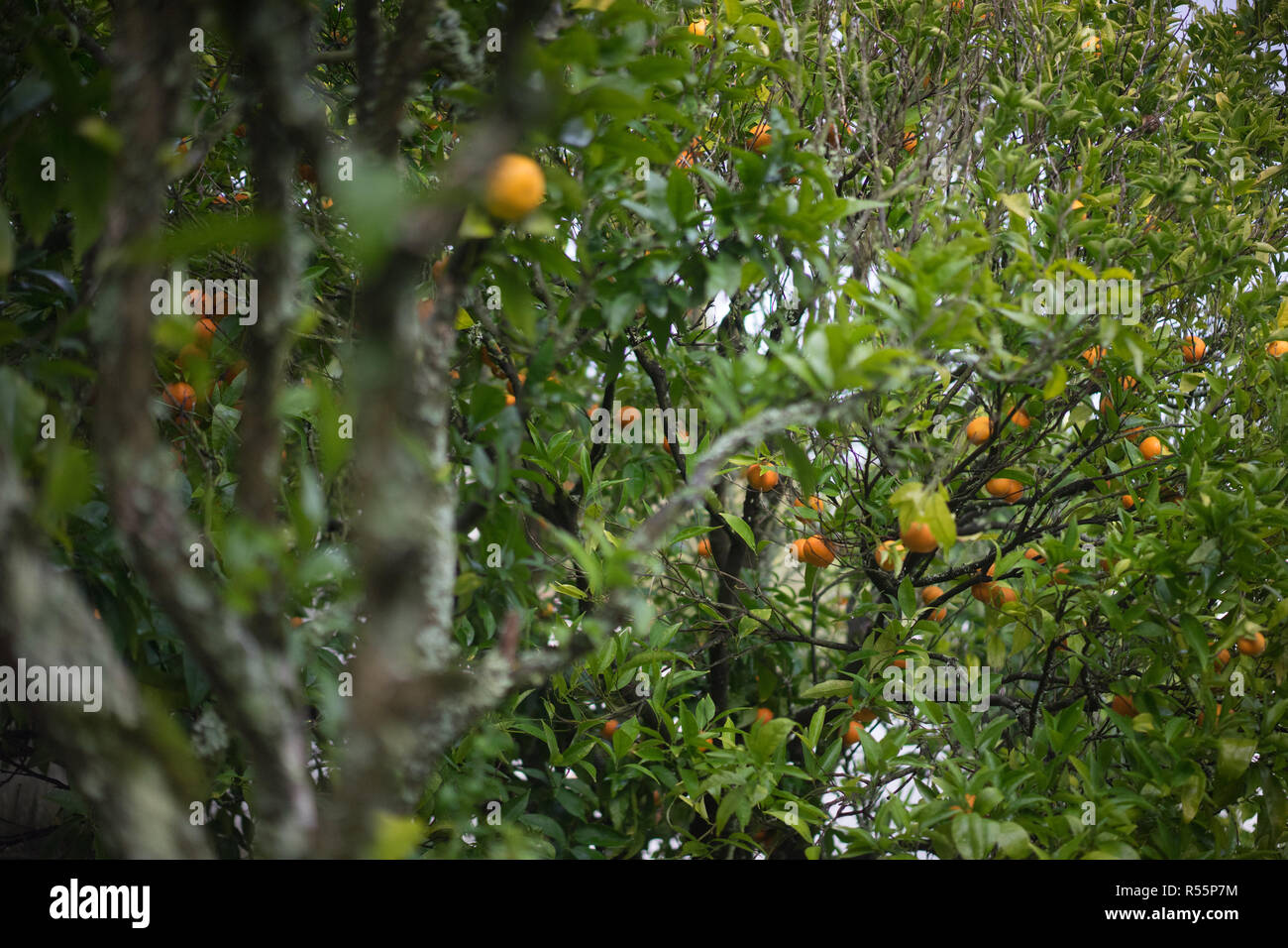 Orange tree fruit portugal hi-res stock photography and images - Alamy