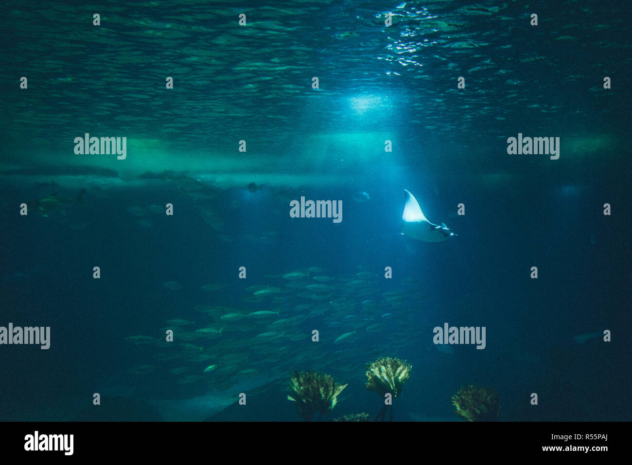 The Oceanarium in Lisbon, Portugal Stock Photo - Alamy