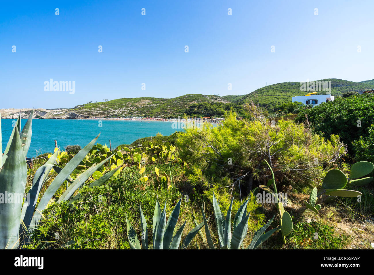 Mediterranean landscape and vegetation near Peschici, Apulia, Italy ...