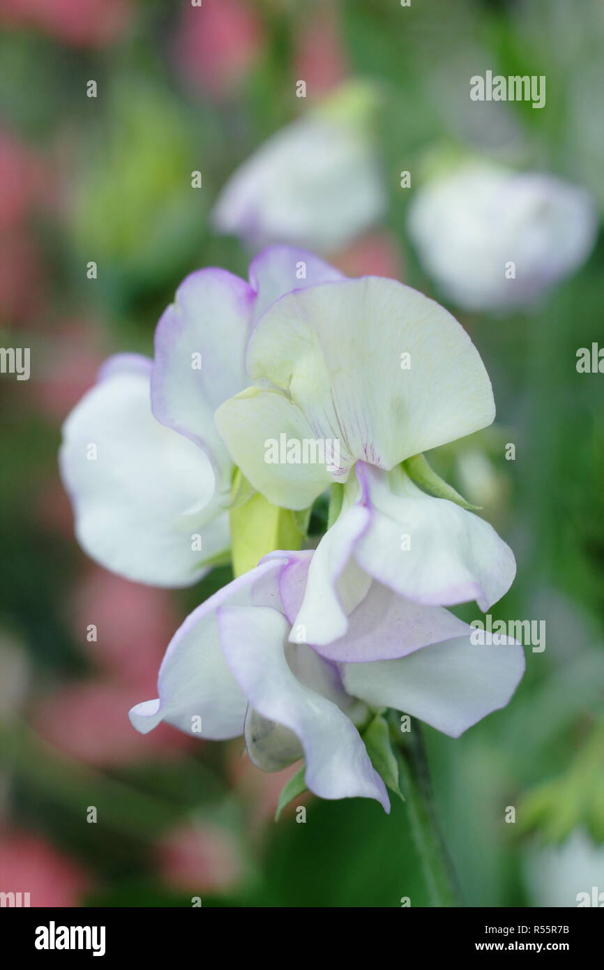 Albutt blue lathyrus hi-res stock photography and images - Alamy