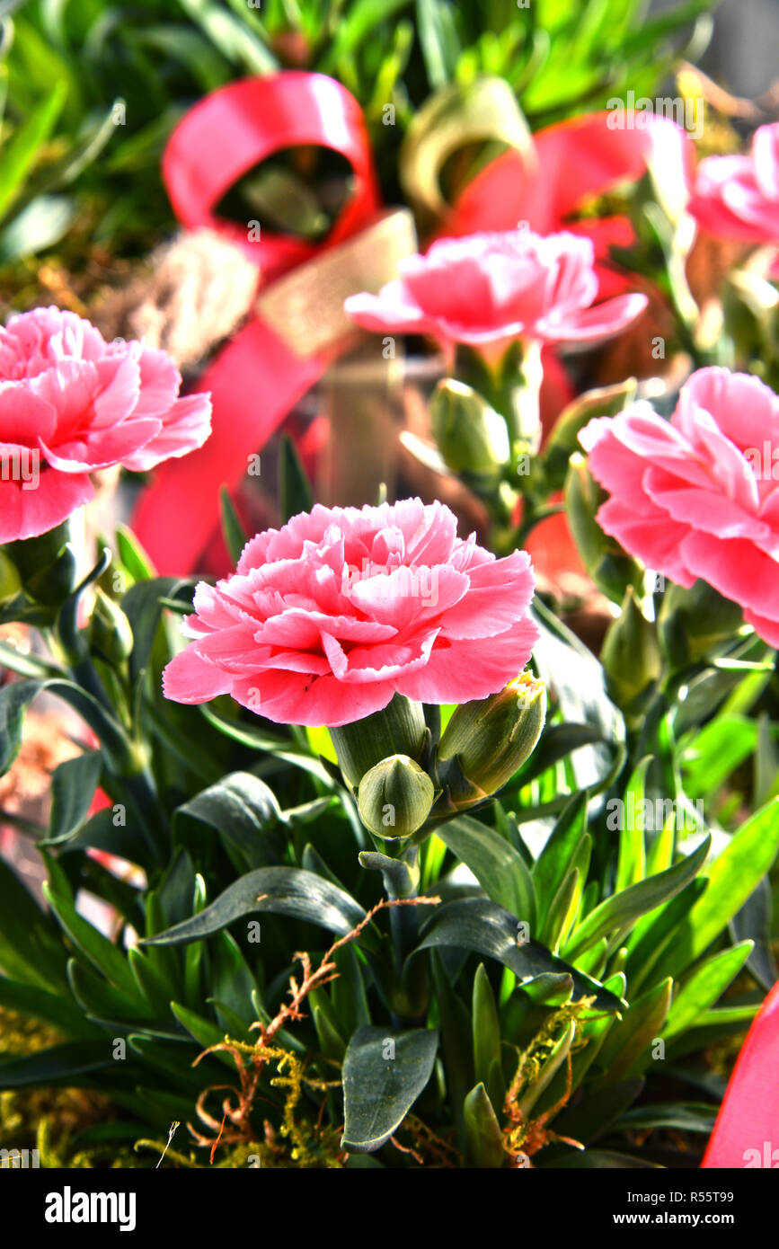 Colour variety of carnations hi-res stock photography and images - Alamy