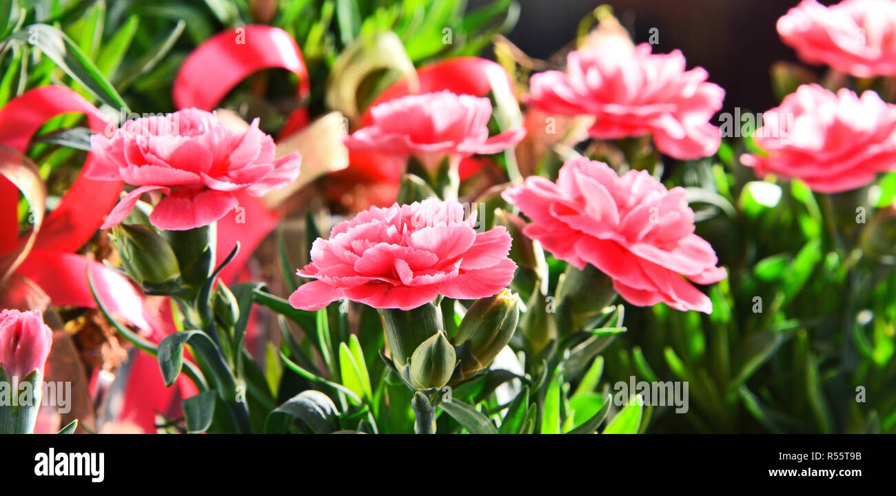 Colour variety of carnations hi-res stock photography and images - Alamy