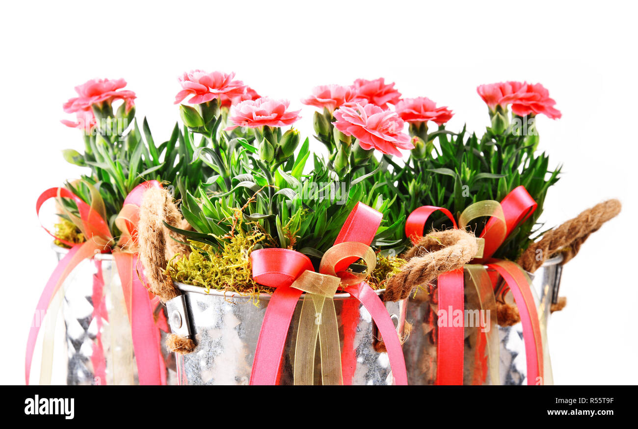 Colour variety of carnations hi-res stock photography and images - Alamy