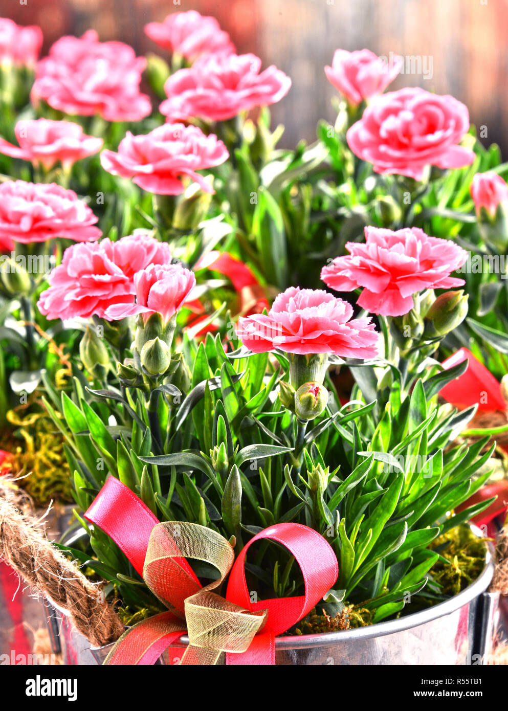 Colour variety of carnations hi-res stock photography and images - Alamy