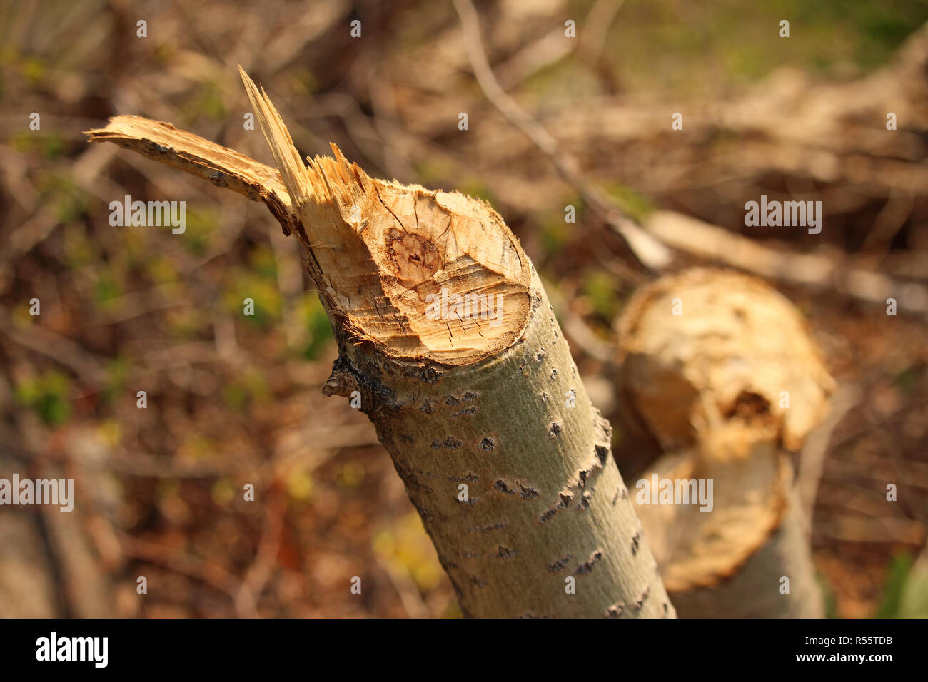 Chewed wood hi-res stock photography and images - Alamy