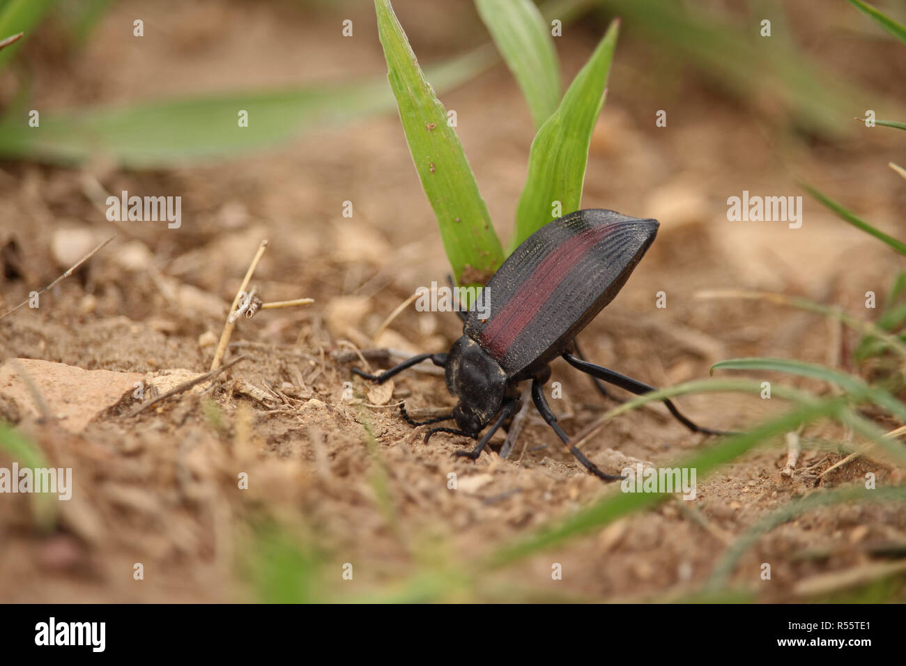 Desert stink beetle hi-res stock photography and images - Alamy