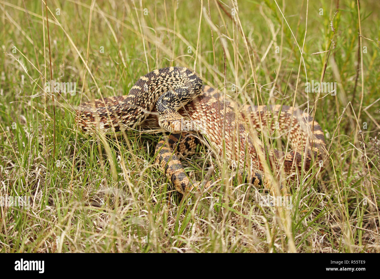 Bull and serpent hi-res stock photography and images - Alamy